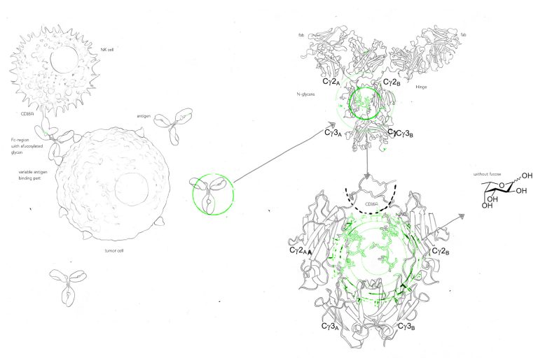 Mammalian cell culture - Types and application | evitria - Recombinant ...